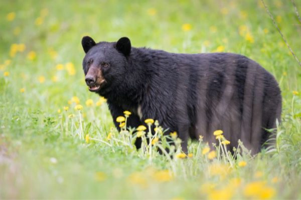 Where to See Bears in Canada: The Best Places to Find Bears