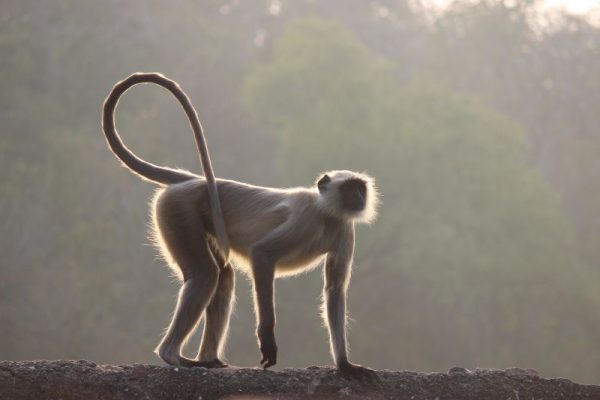Animals in India: The Wildlife You Might See on an Indian Safari