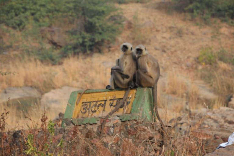 Animals in India: The Wildlife You Might See on an Indian Safari