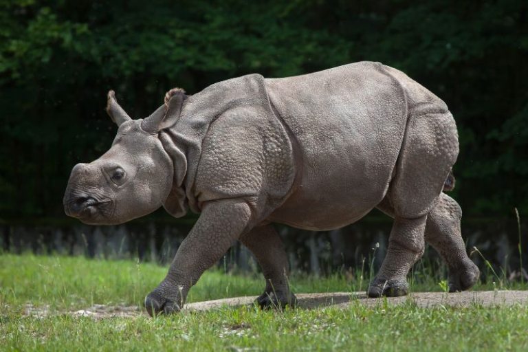 Animals in India: The Wildlife You Might See on an Indian Safari