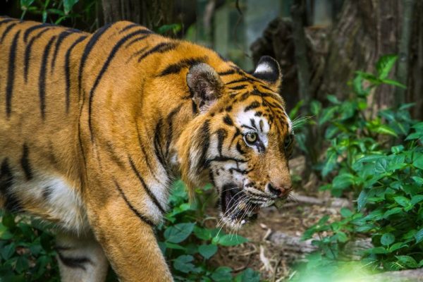 Where to See Tigers in the Wild: 10 Best Places to Find Them