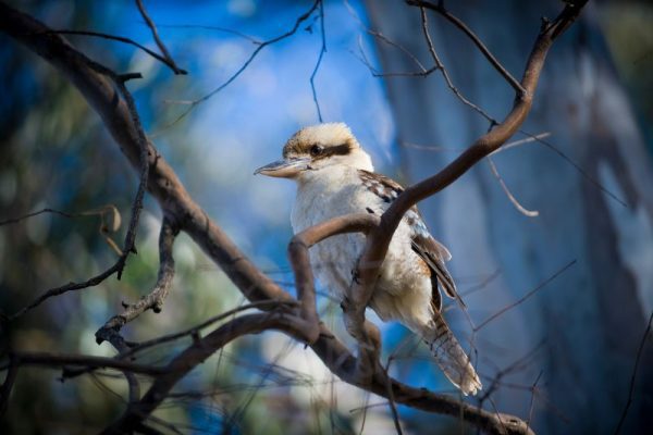 Australian Wildlife: 35+ Animals You Can See in Australia
