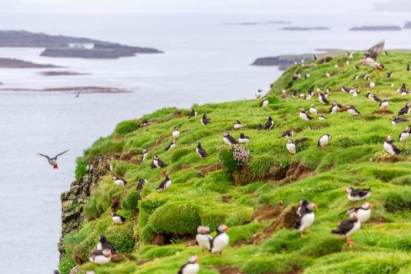 Where to See Puffins in the UK: 8 Best Puffin Spots
