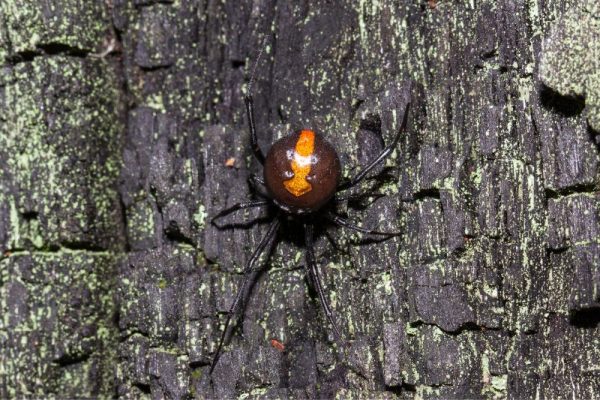 Australian Wildlife: 35+ Animals You Can See in Australia
