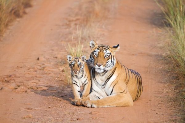 Where to See Tigers in the Wild: 10 Best Places to Find Them