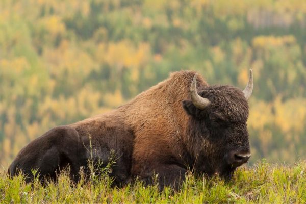 Where To See Wildlife in Canada: 15 Best Wildlife Destinations